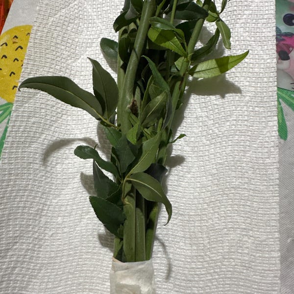 Sagittaria Chilensis, Sagittaria Platyphylla, Broadleaf Sagittaria ...