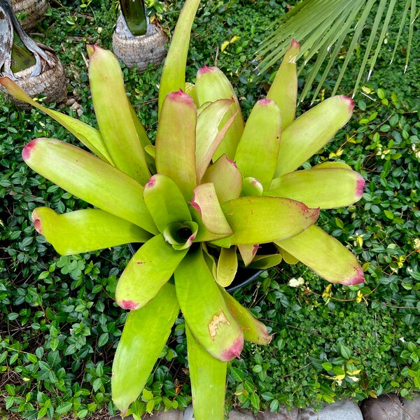 Bromeliad Portea jungles Small Pup - Etsy