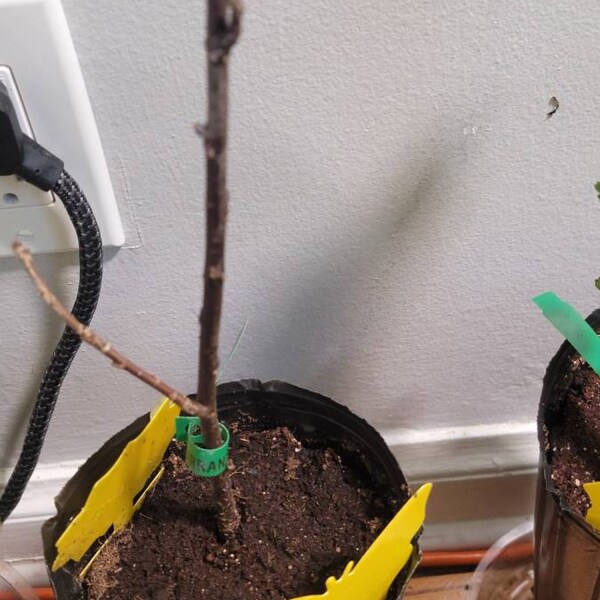5 Surecrop June Bearing Live Strawberry Roots. Zones 5-8. - Etsy