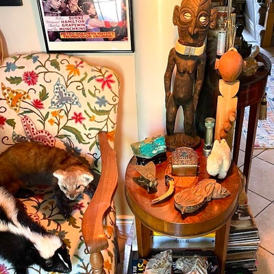 Agatized Turritella Shells - Etsy