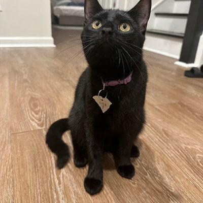 Pomsky or Select Different Breed Outline 1 1/4 - Etsy