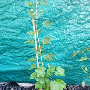 Champagne Pink Currant- 1 Gallon Potted 2-3' Tall! - Etsy