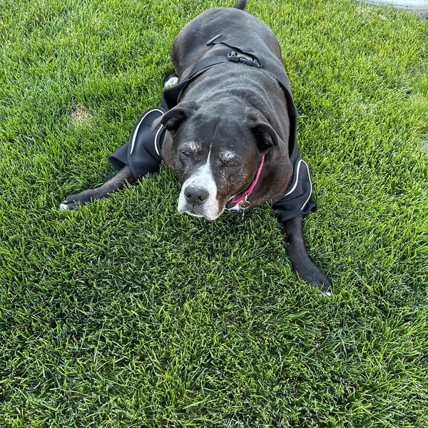 Adjustable K-9 Elbow Callus Pressure Sores Reflective Dog Elbow ...