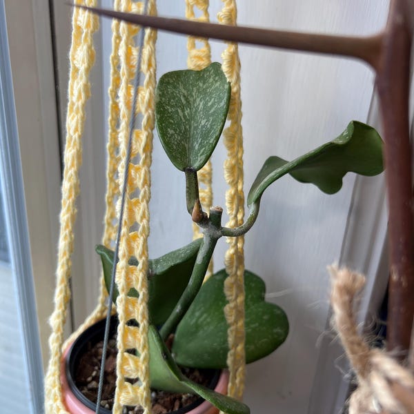 Hoya Carnosa Jade | Hoya Carnosa Green | Trailing Vining Porcelain Wax ...