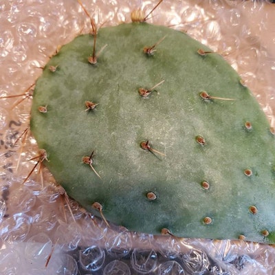 Special Screwbean Mesquite 10 Seeds Xeriscape Drought Resistant Desert ...