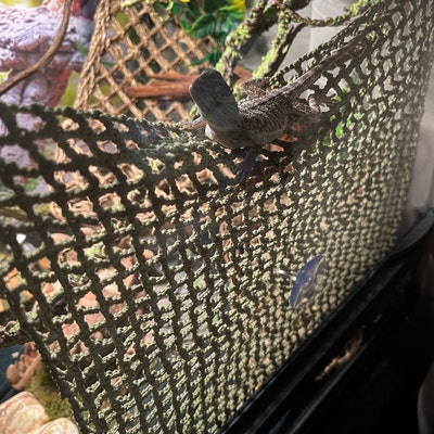 Reptile Climbable Wall Climbing Wall for Reptiles Reptile Climbable ...