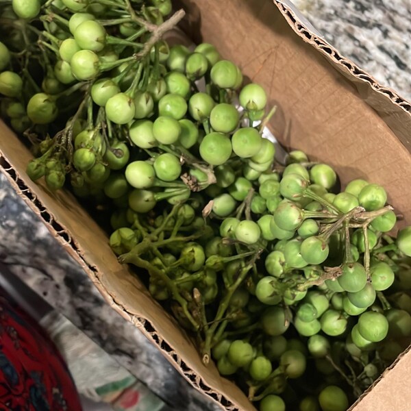 Fresh Whole Burdock Root, Gobo Root - Etsy