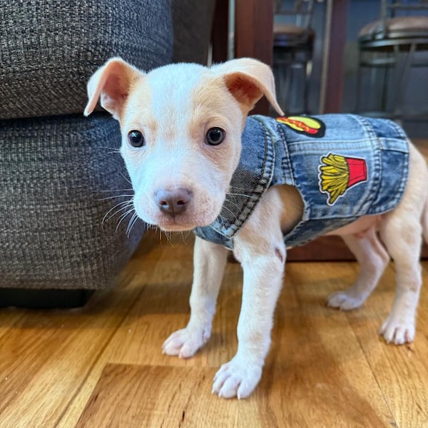 Dog Denim Jacket, Custom Dog Denim Vest, Personalized Dog Jean Jacket ...