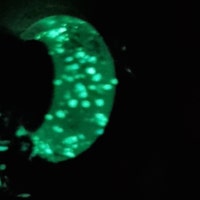 Smiley Kitten Png ,cat Smiley Face Png , Kitty Png,cat Lover Png,smiley ...