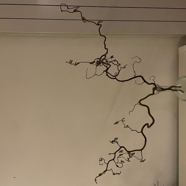 Contorted Hazel Corylus Branch Curly Twigs for Tabletop Vase Corkscrew ...