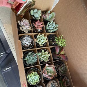 Assorted Live Rooted Succulent Plugs Great for Baby Showers - Etsy