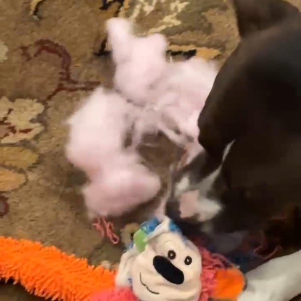 Gender Reveal Dog Toy (large) - Etsy