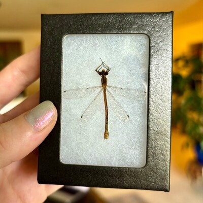 Riker Mount ONE Display Case Frame Shadow Box Choose Size - Etsy