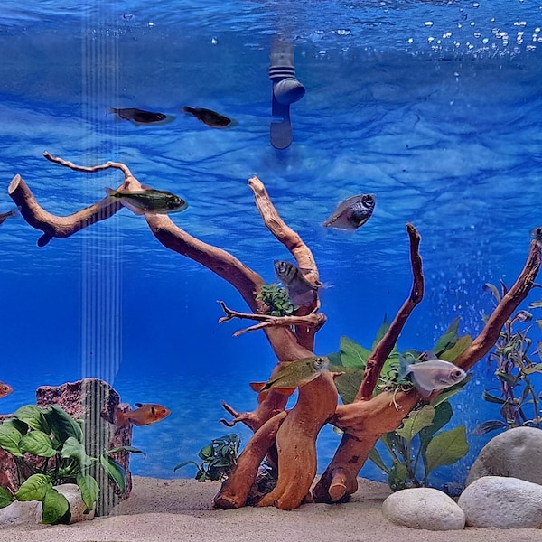 Spider Wood Aquarium Driftwood for Aquarium, Terrarium, Vivarium, and ...