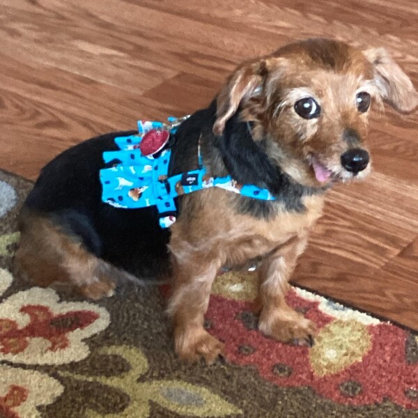 Dog Harness Star Spangled Easy-on Dog Harness 9 Sizes - Etsy