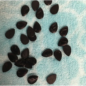 Plastic Watermelon Seeds - Etsy