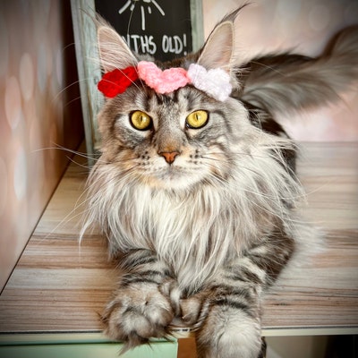 Heart Headband for Cats, Valentine's Day Cat Accessories, Cat Photo ...
