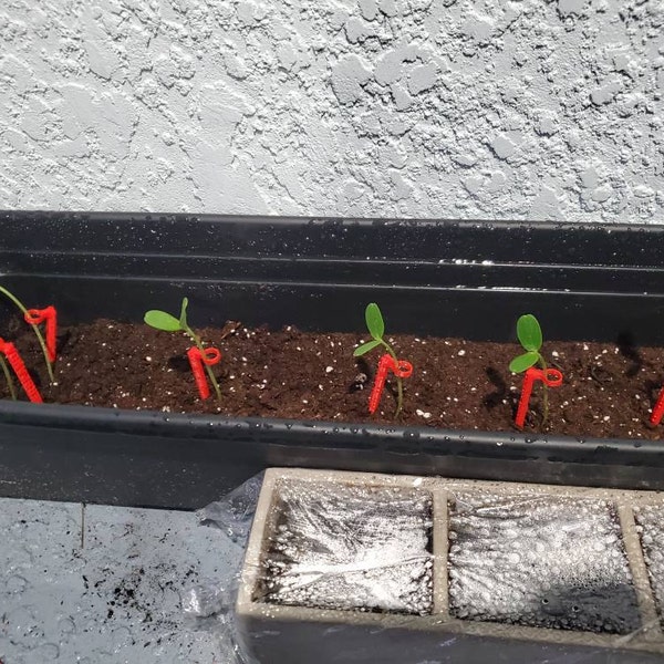 Supherb Base Trainers™ Plant Trainer LST Cannabis Training Stem Bender ...