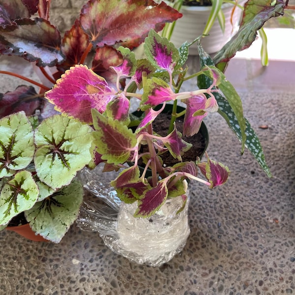 Mexican Heather Live Plant / 4 Pot / Cuphea Purple Flower / Floriglory ...