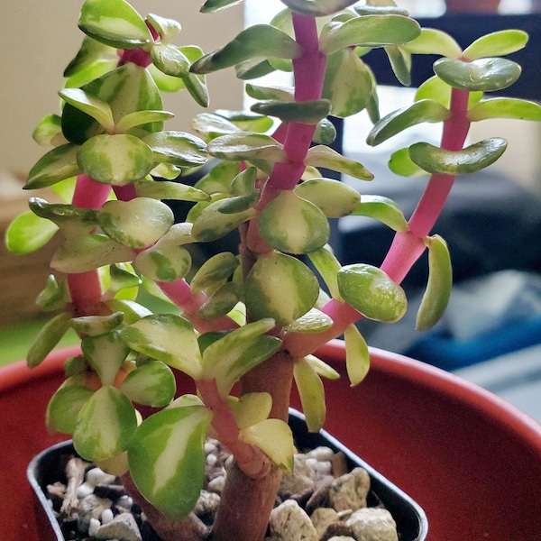 Rare Imported Mixed Succulents Succulents Mystery Box - Etsy