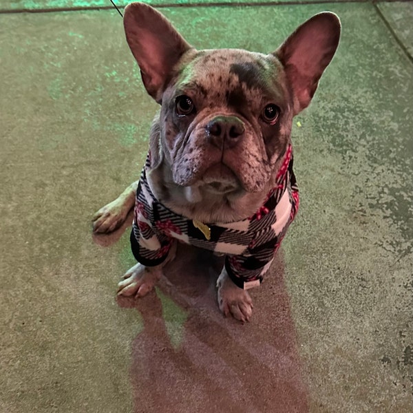 French Bulldog, French Bulldog Clothes, French Bulldog Hoodie, French ...