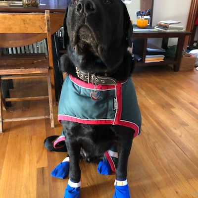 Finish Top Dog Booties set of 4 Sled Dog Snow Boots Iditarod Boots Pet ...