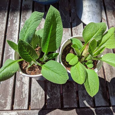 Russian Comfrey Root Crown Split Bocking 14 - Etsy