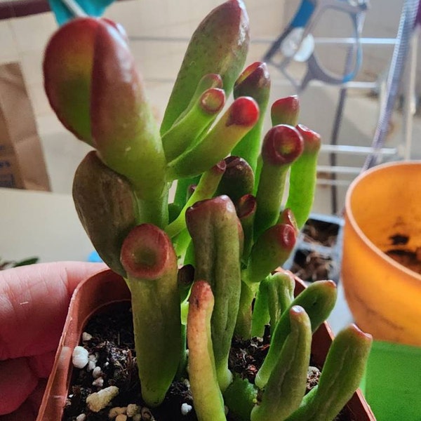 Crassula Gollum/ovata, Shrek Ear, Live Succulent, Jade Plant in 2", 4 ...