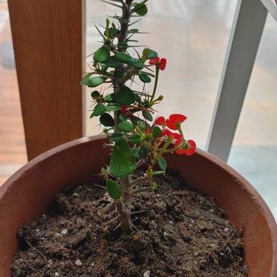 Dwarf Crown of Thorns Red Form euphorbia Milii Imperatae - Etsy