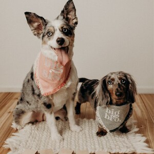 Jack-o'lanterns SVG, PNG, PDF, Dxf Cut Files Cricut Halloween Pumpkins ...