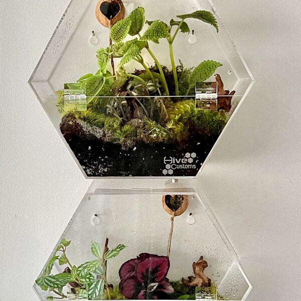 The Hive. Large Spider Cage, Bug Cage, Custom Enclosures, Hive Customs ...