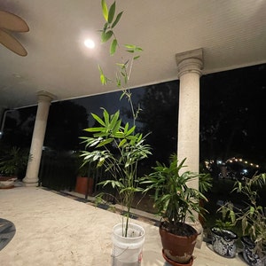 Lady Finger Clumping Bamboo/bambusa 1 Value Priced Division - Etsy