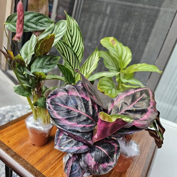 Calathea Assorted Starter Pack | Calathea Starter Plants | Rooted ...
