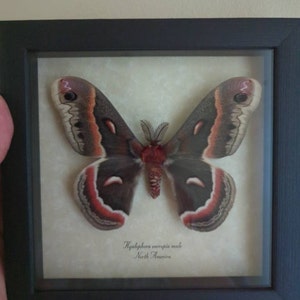 Real Framed Ghost Cicadas Blue White Cicada Collection Classic Black ...