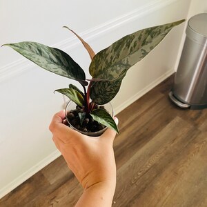 Apoballis Acuminatissimum Aka lavallei or red Sword Starter Plant ALL ...