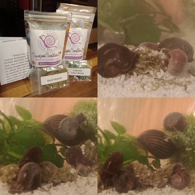 Snail Snacks 8oz Food Pellets Mystery Snail Ramshorn Snail - Etsy