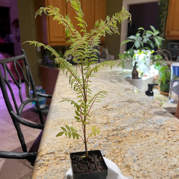 Jacaranda Tree Starter Purple Flowering Tropical Garden Live Plant ...