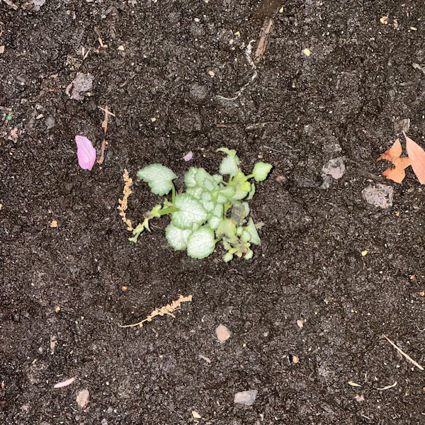 2 Alcea Queeny Purple Hollyhock Live Perennial Plant. Grows to 4 Feet ...