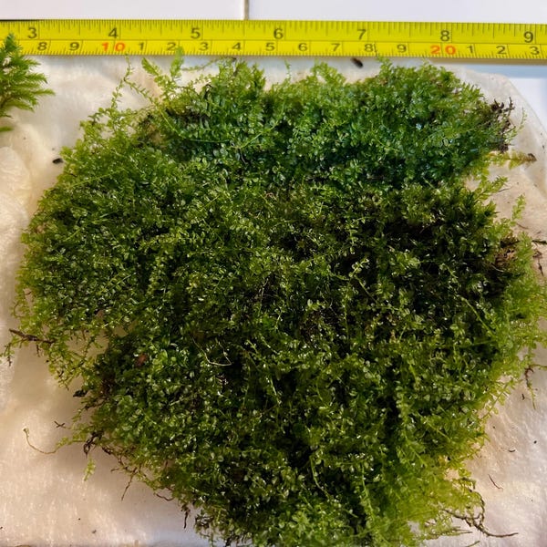 Cultivated Plagiomnium Cuspidatum/baby Tooth Moss, Free Climacium Tree ...