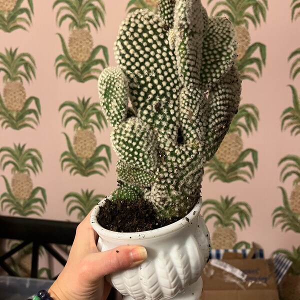 Bunny Ear Cactus: Angel Wings Succulent (2", 4", or 6" Pot) - Etsy