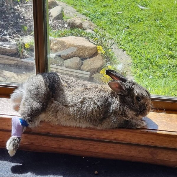 DIGITAL DOWNLOAD PLANS for Luxury Bunny Cubby | Rabbit Cat Home Base ...