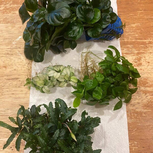 Java Fern 'petite' (microsorum Pteropus) Mat - Live Aquatic Plant for ...