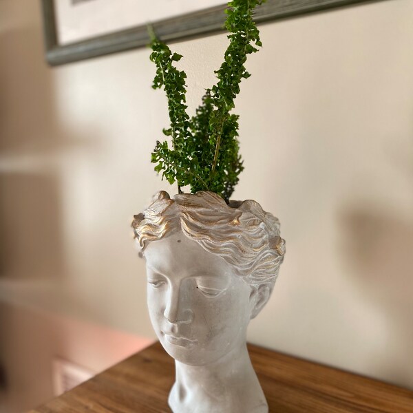 Mickey Mouse Ears Cactus - Etsy