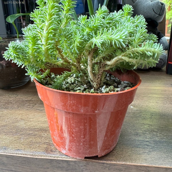 Mini Joshua Tree Succulent 4" Pot Thick and Full - Sedum Multiceps ...