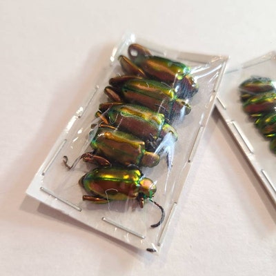 FEMALE Phyllium Pulchrifolium, Real Walking Leaf Stick Bug Green ...