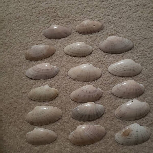 25 Beautiful Pink Rose Petal Tellin Shells - Etsy