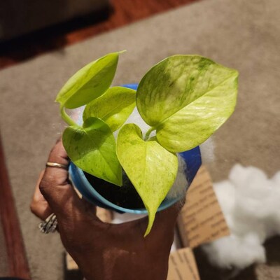 Philodendron White Ice Princess - Etsy