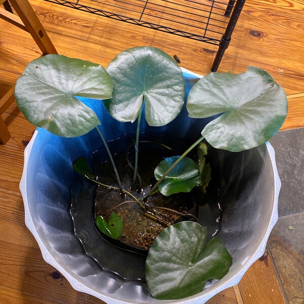 Casey Jones | American Folk Heroes Series | Limited Edition Plate No ...