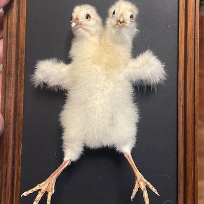 Made to Order. Sixteen Legged Centipede Chicken Taxidermy Curiosity by ...