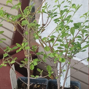 Pelargonium Citronellum 'mabel Grey' MABEL GREY | Etsy